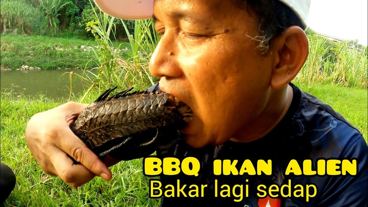 Bbq Pleco Ikan Bandaraya Bakar Youtube