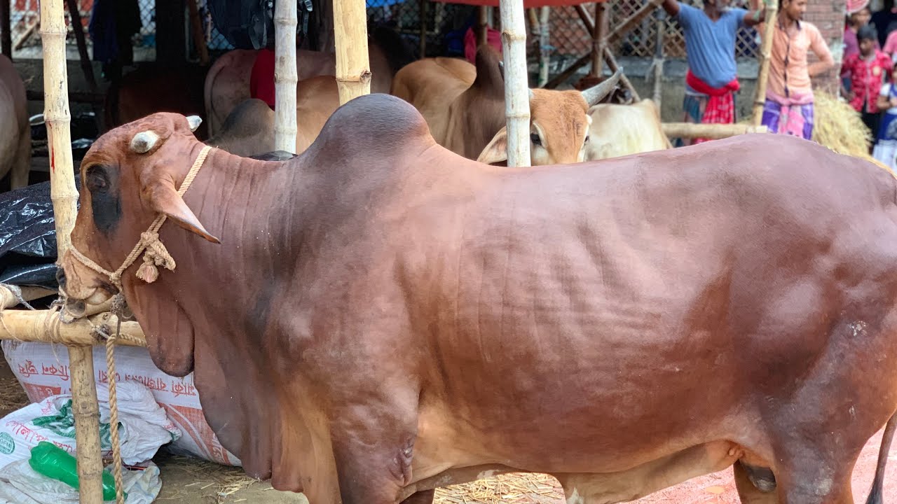 Gorur Haat, Dhaka, Bangladesh |4k| - YouTube