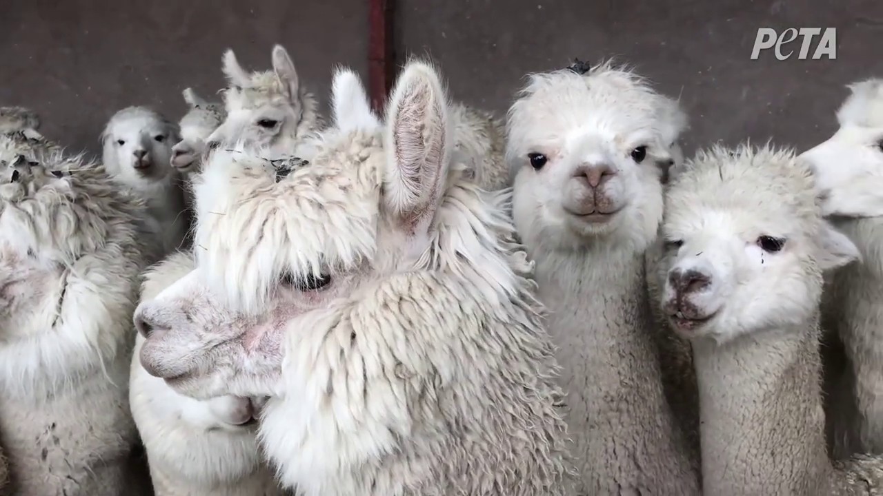 Crying Alpaca