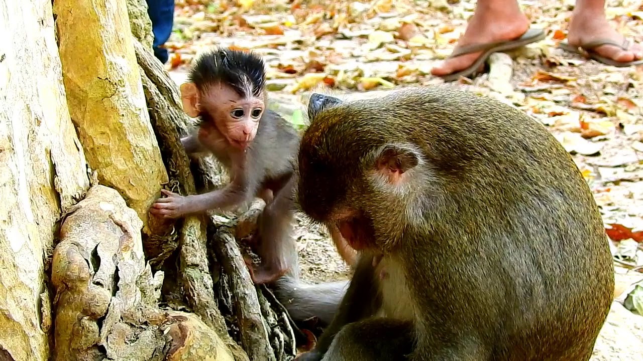 Alba baby monkey mummy Anna don't sad, me hungry big milk - YouTube