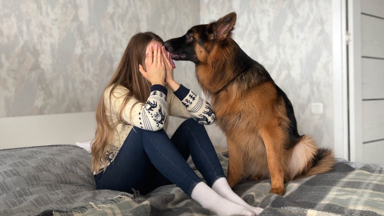 German Shepherd Puppy Reaction to Me Crying - YouTube
