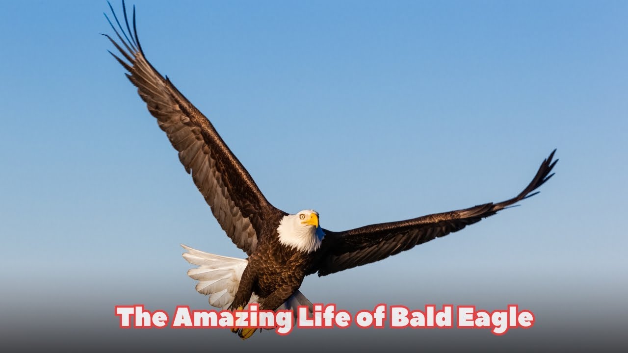 Secrets of the Bald Eagle! | Bald eagle #baldeagle #4k #4kbirds - YouTube