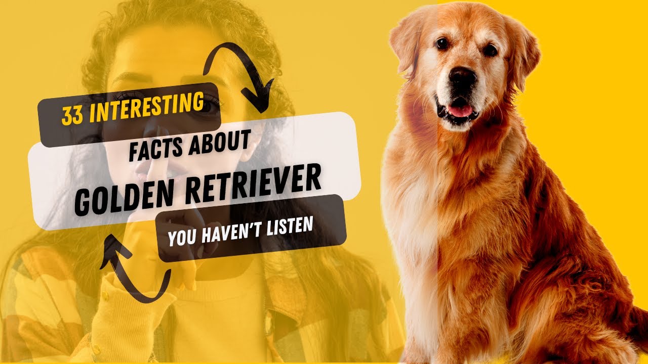 33 Interesting facts about Golden Retriever You haven't Listen ...