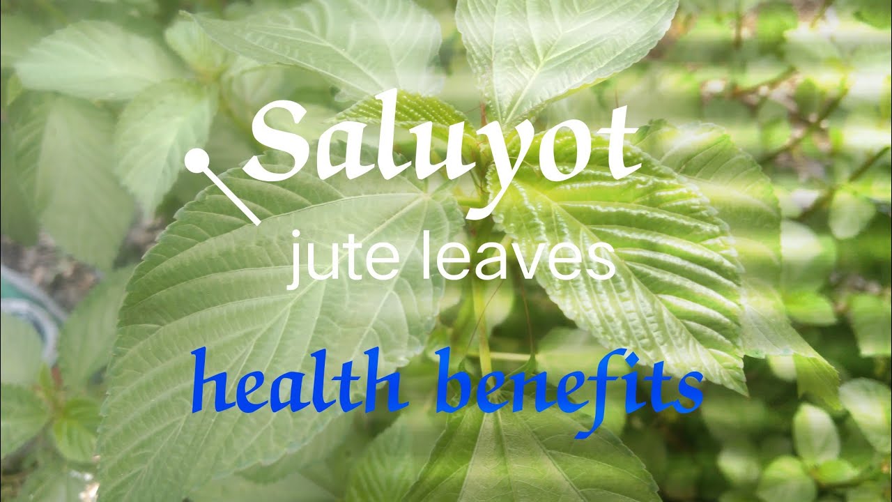 Saluyot Health Benefits | JUTE LEAVES | Mona Ling - YouTube