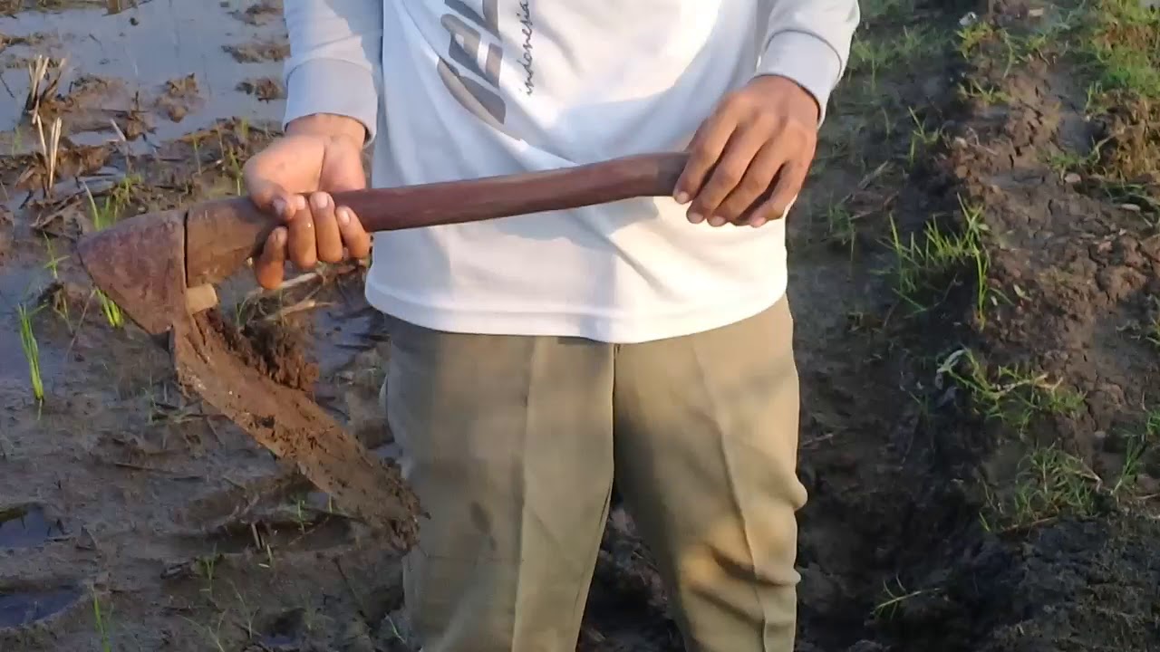 Belajar mencangkul di sawah - YouTube