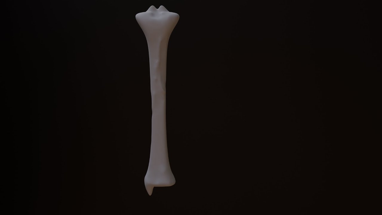 The Tibia: Gross Anatomy, Function, and Clinical Significance|Bone ...