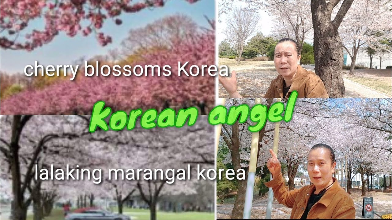 Korean angel lalaking marangal korea the cherry blossoms Korea - YouTube