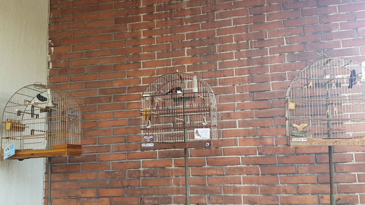 Treinamento de curio pra roda 25/09/2019 - YouTube