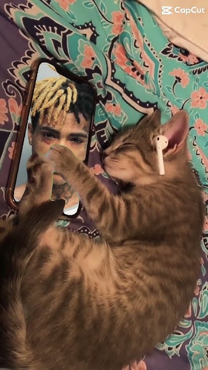 Cat Listening To Xxxtentacion Youtube