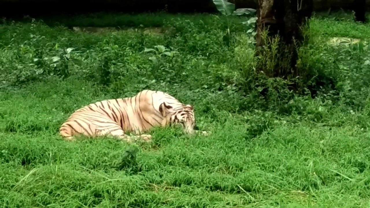 Kolkata Alipur Zoo YouTube Kolkata Alipur Zoo YouTube