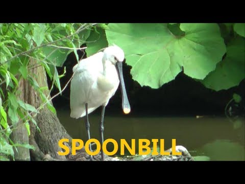 SPOONBILL & BLUE HERONS - YouTube