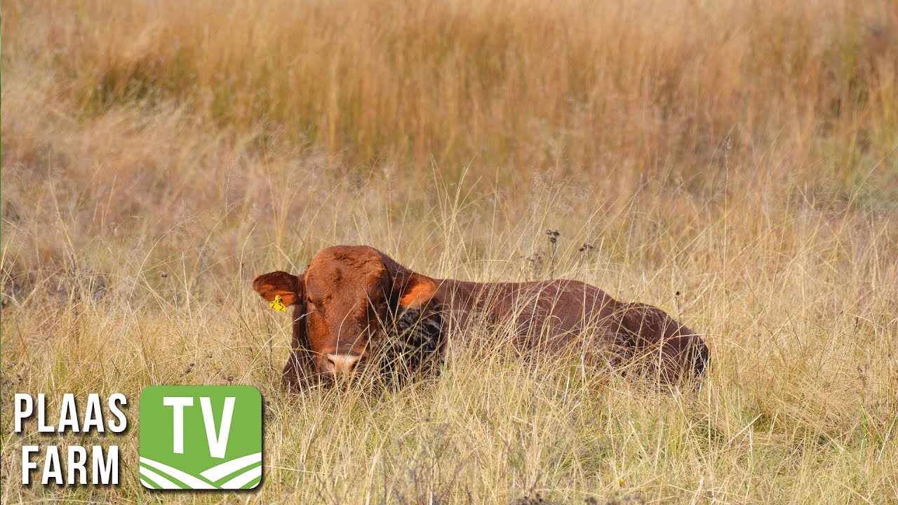 Drie-dae-stywesiekte in die somerseisoen - YouTube