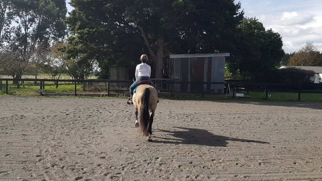 Juno 073 Ridden Walk Trot Purple Ring - YouTube