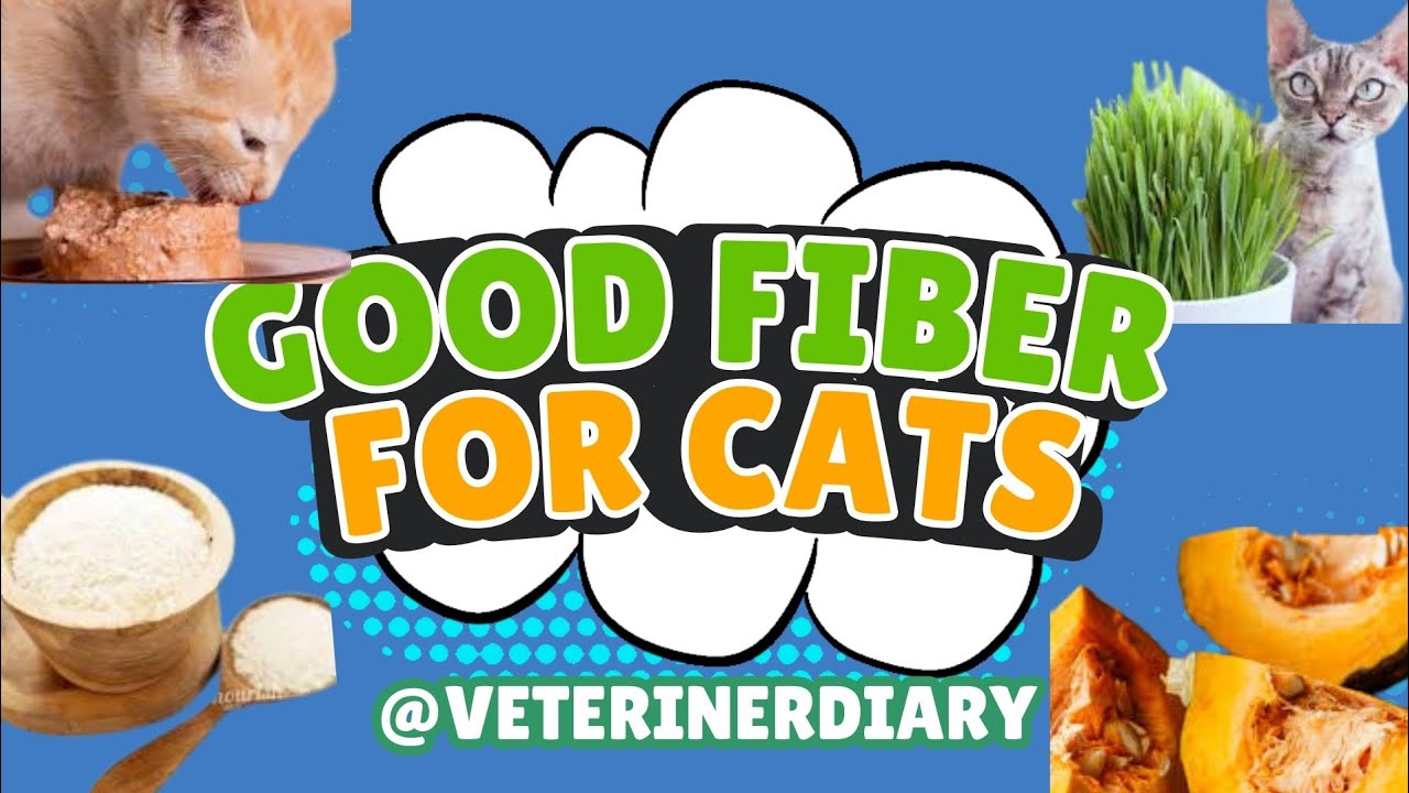 Good Fiber For Cats - YouTube