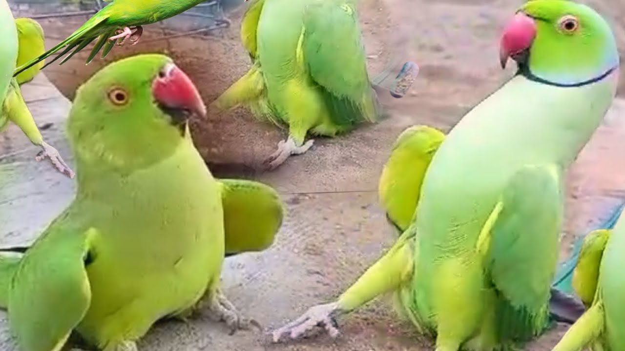 Parrot Green Ring neck 🤔 Live - YouTube