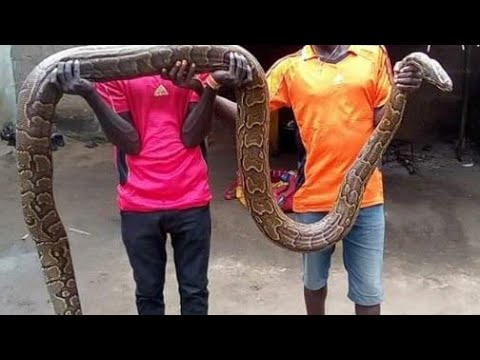 loa Agassou pase vizite nou voodoo lwa - YouTube