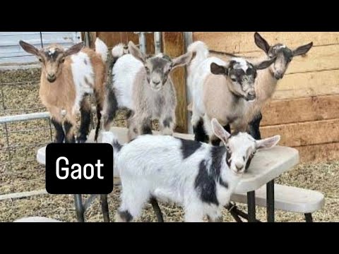 Mini Goat Video - YouTube