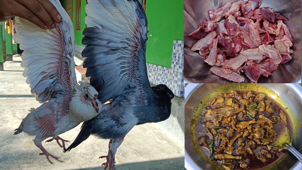 Pigeon Meat Curry Recipe | कबूतर करी की आसान मज़ेदार रेसिपी ! Pigeon ...