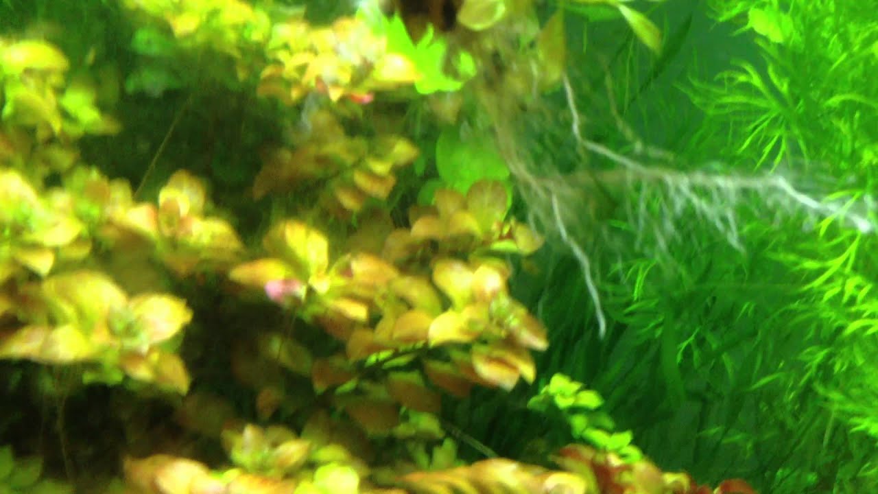 Planted Tank Substrate Flourite by Seachem Review - YouTube