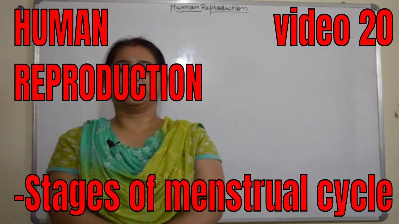 HUMAN REPRODUCTION (Explanation of Stages of Menstrual cycle) BIOLOGY ...