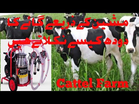 Cattel Farm مویشی فارم Cow Farm - YouTube
