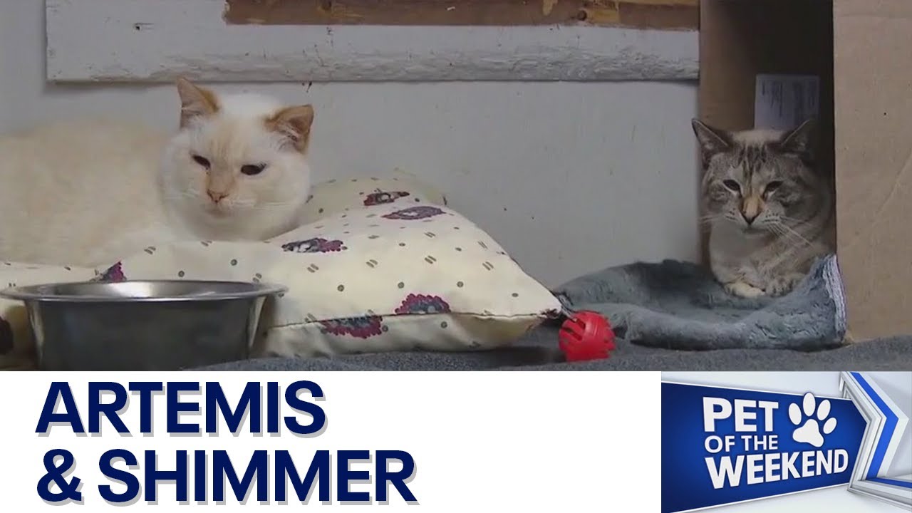 Pet of the Weekend: Meet Artemis & Shimmer | FOX 7 Austin - YouTube