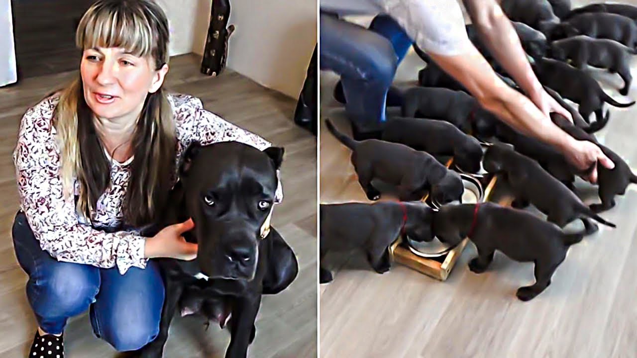 This Dog Gave Birth to Something That No One Could Have Predicted - YouTube