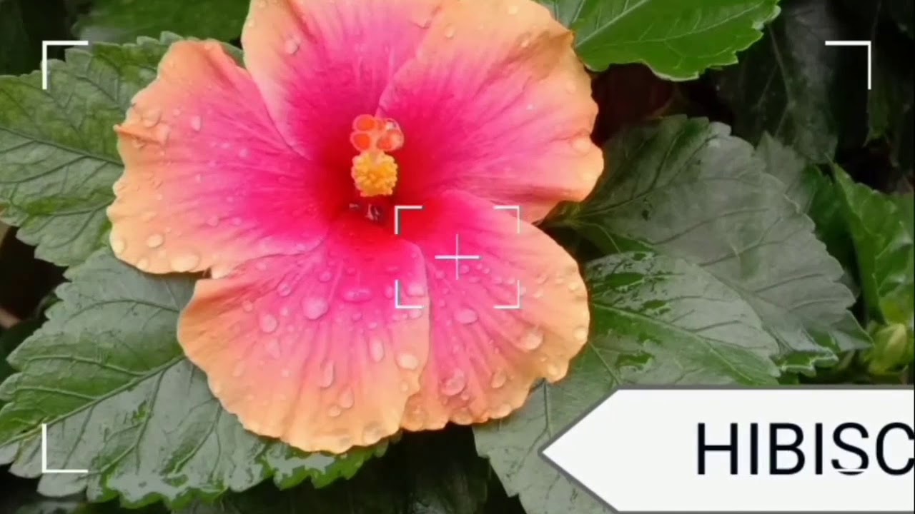#24 PLANTS AND FLOWERS AROUND US | NAMI TV - YouTube