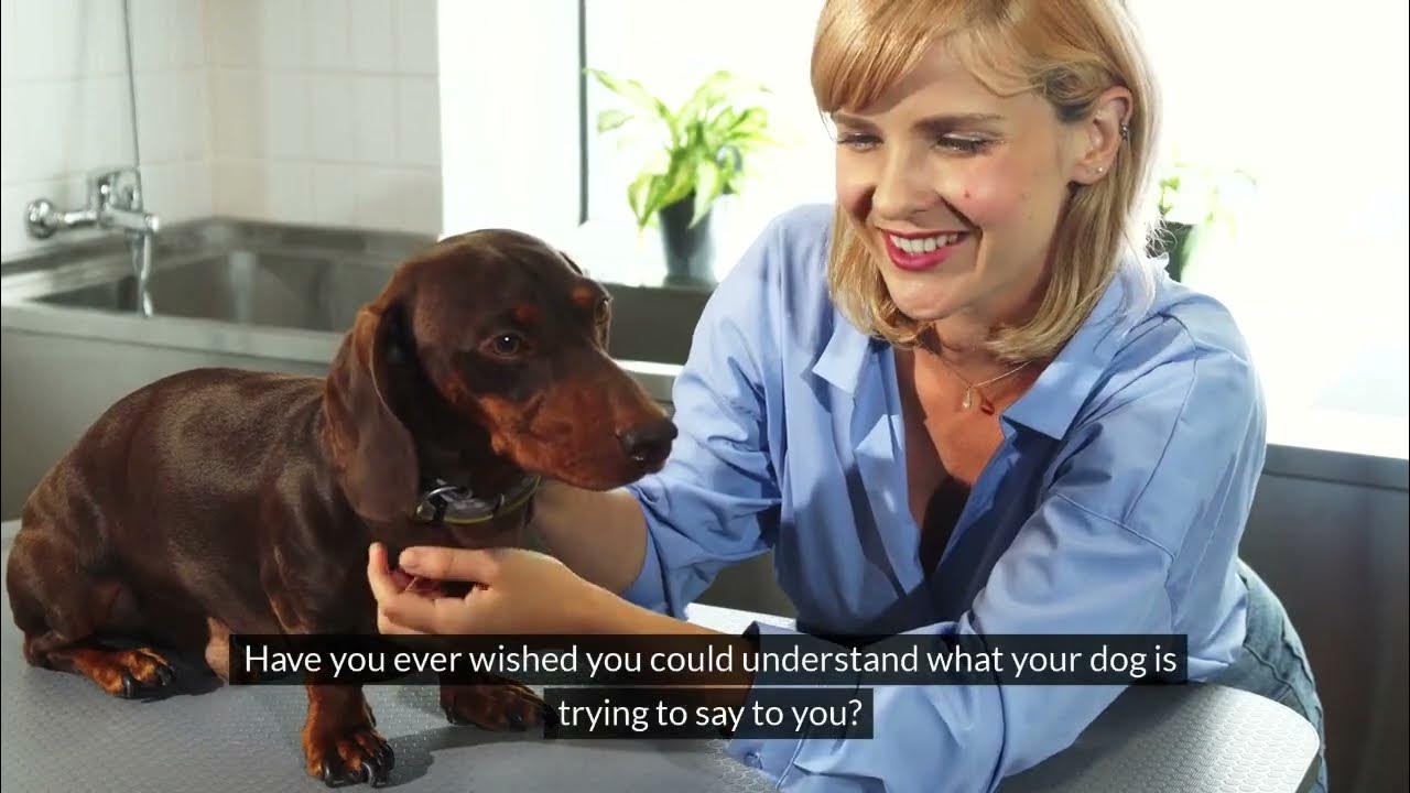 Using AI to decode dog vocalizations - YouTube