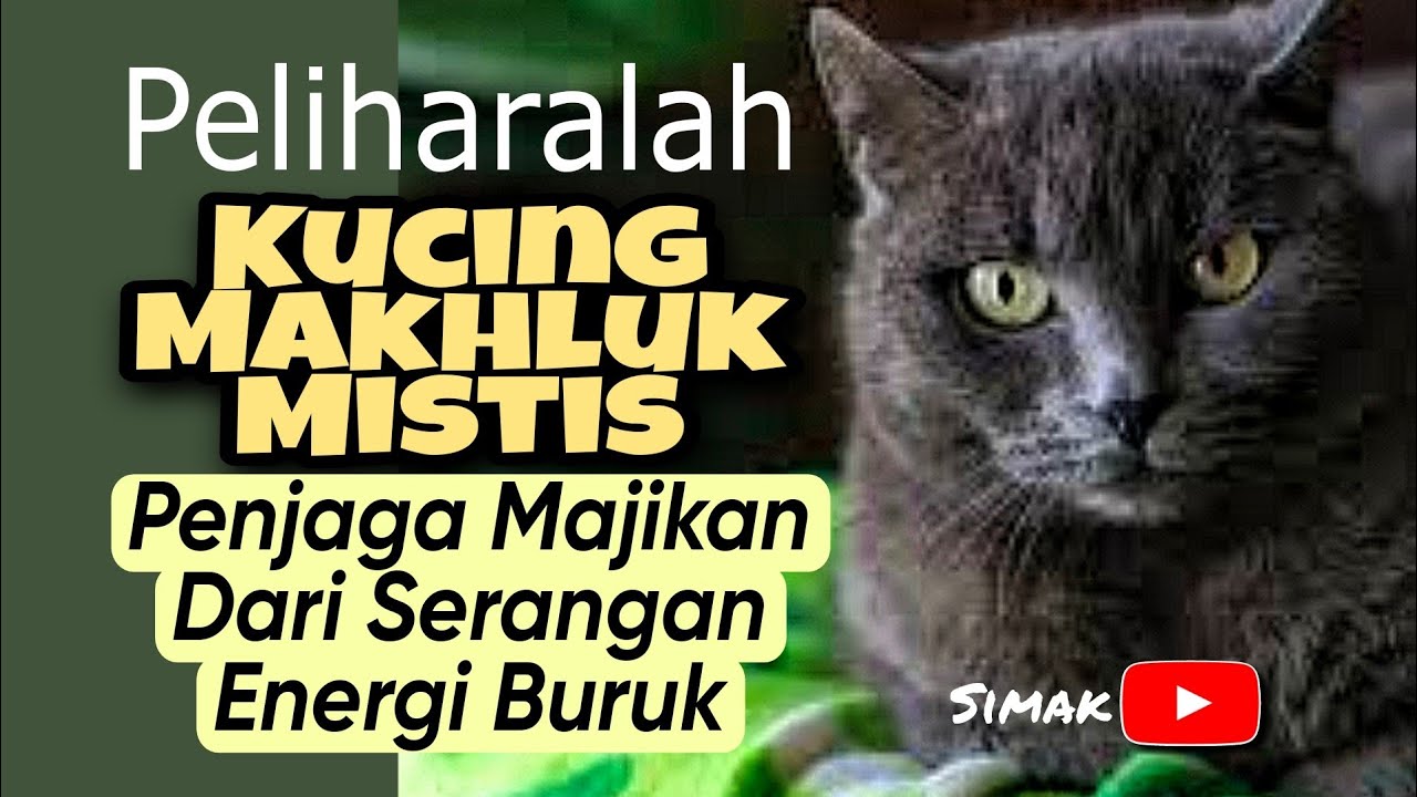 PELIHARALAH, KUCING MAKHLUK MISTIS PENJAGA MAJIKAN DARI SERANGAN ENERGI ...