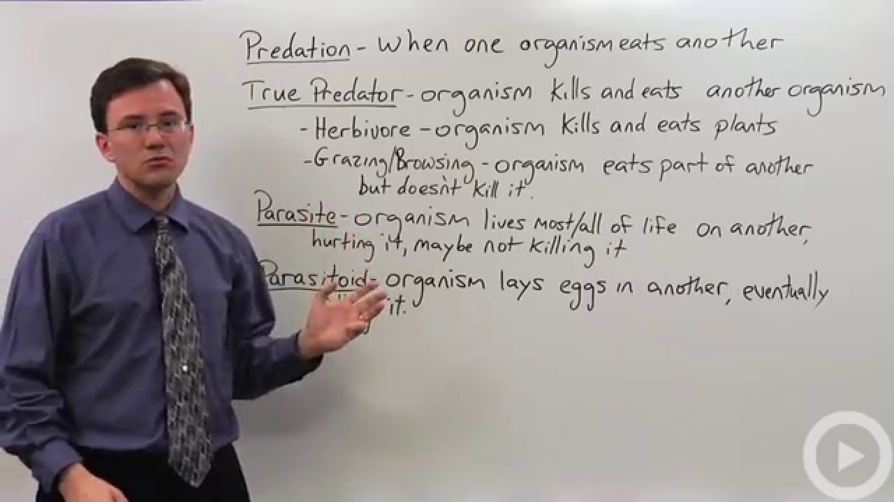 Predation(HD) - YouTube