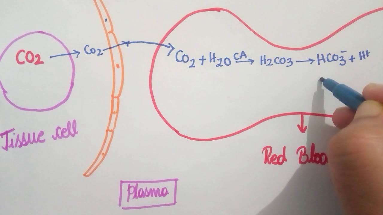 Chloride Shift , Respiration , 11th CBSE , NEET , KVPY , NSEB - YouTube