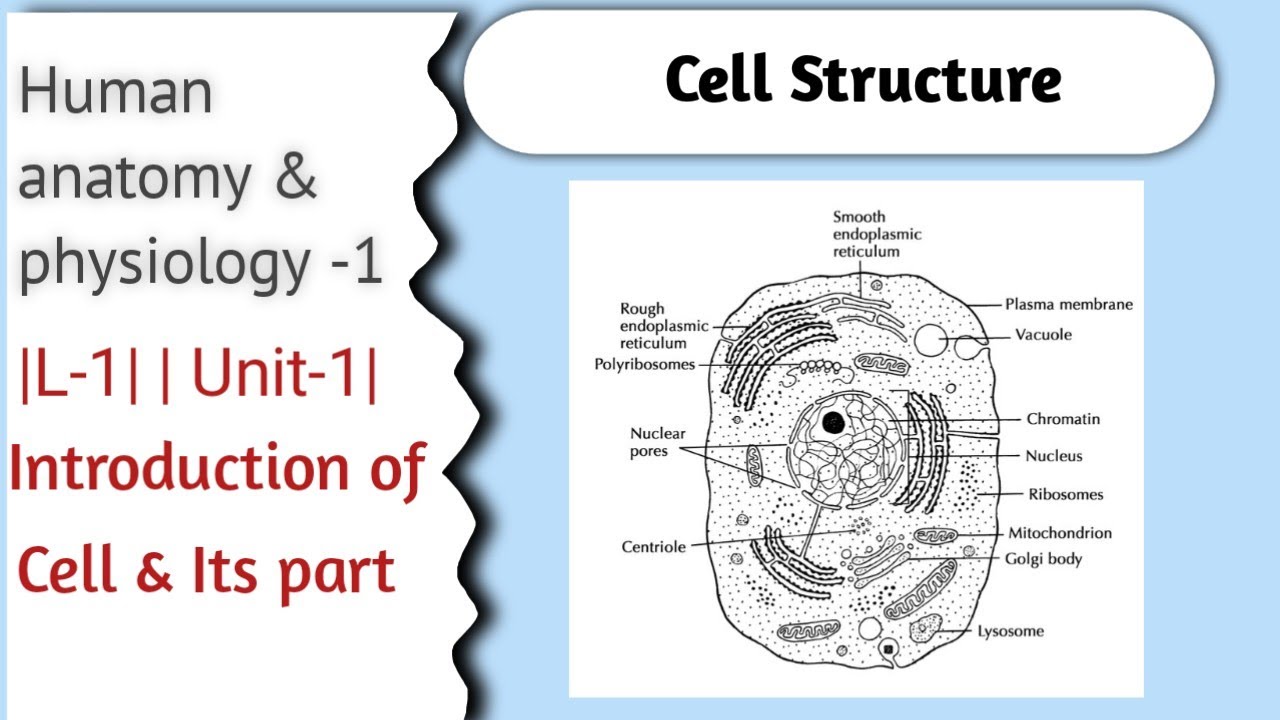||Human anatomy & physiology|| Cell & its Parts||L1, CH2, Unit-1|| B ...