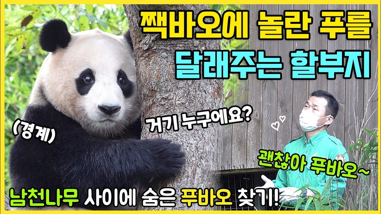 짹바오 소리에 놀란 푸바오🐼 그런 푸바오를 달래주러 나오신 할부지🩷 남천나무 사이에 숨은 푸바오 니가 왜 거기서나와~🤣🎵 Youtube