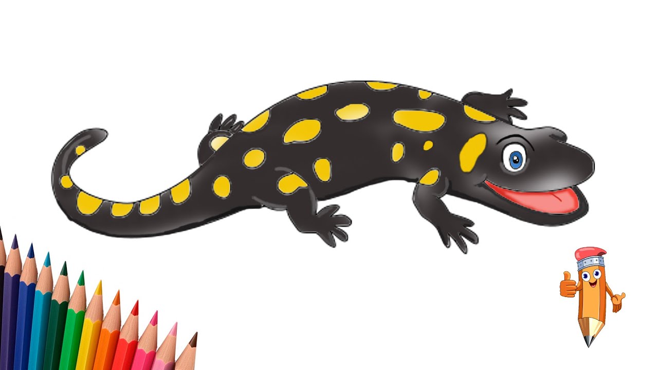 Spotted Salamander Drawing