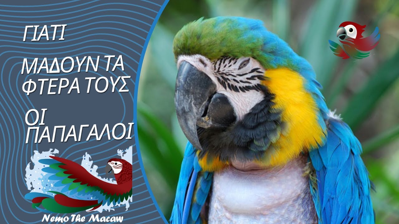 ΓΙΑΤΊ ΞΕΠΟΥΠΟΥΛΙΆΖΟΝΤΑΙ ΟΙ ΠΑΠΑΓΆΛΟΙ. - YouTube