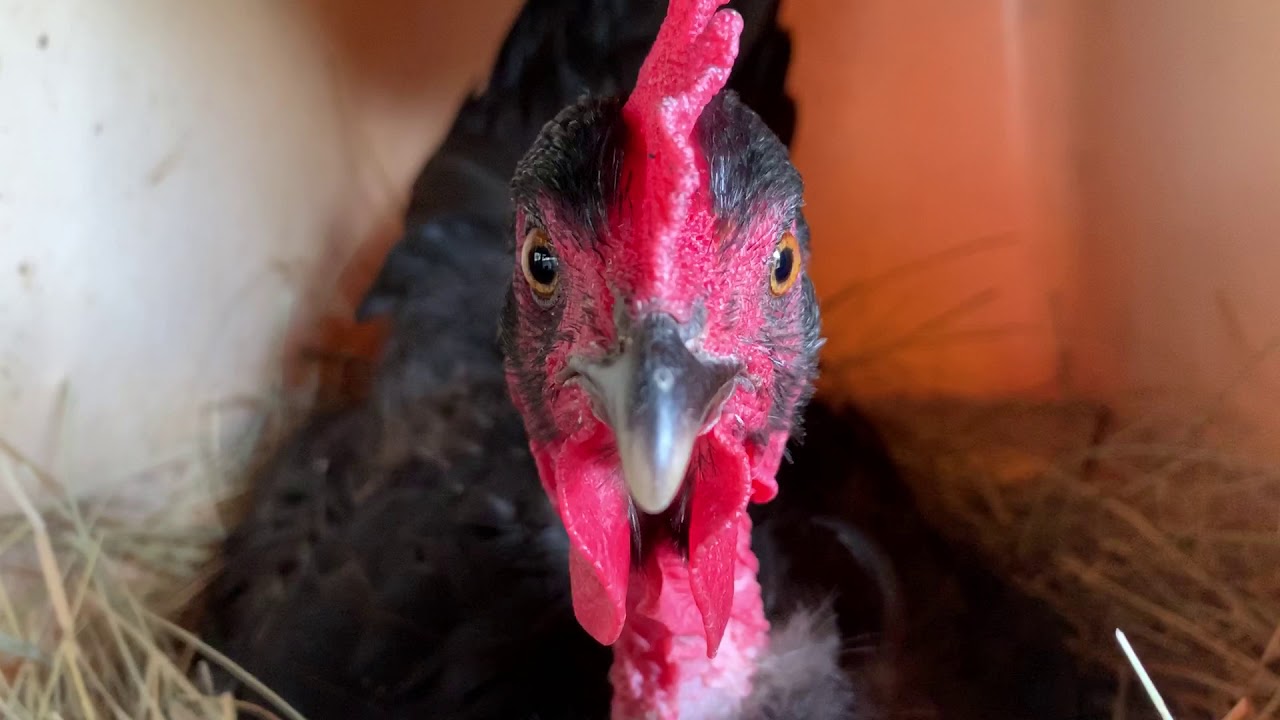 Bawk, Bawk, Bawk...Chatty Chicken - YouTube