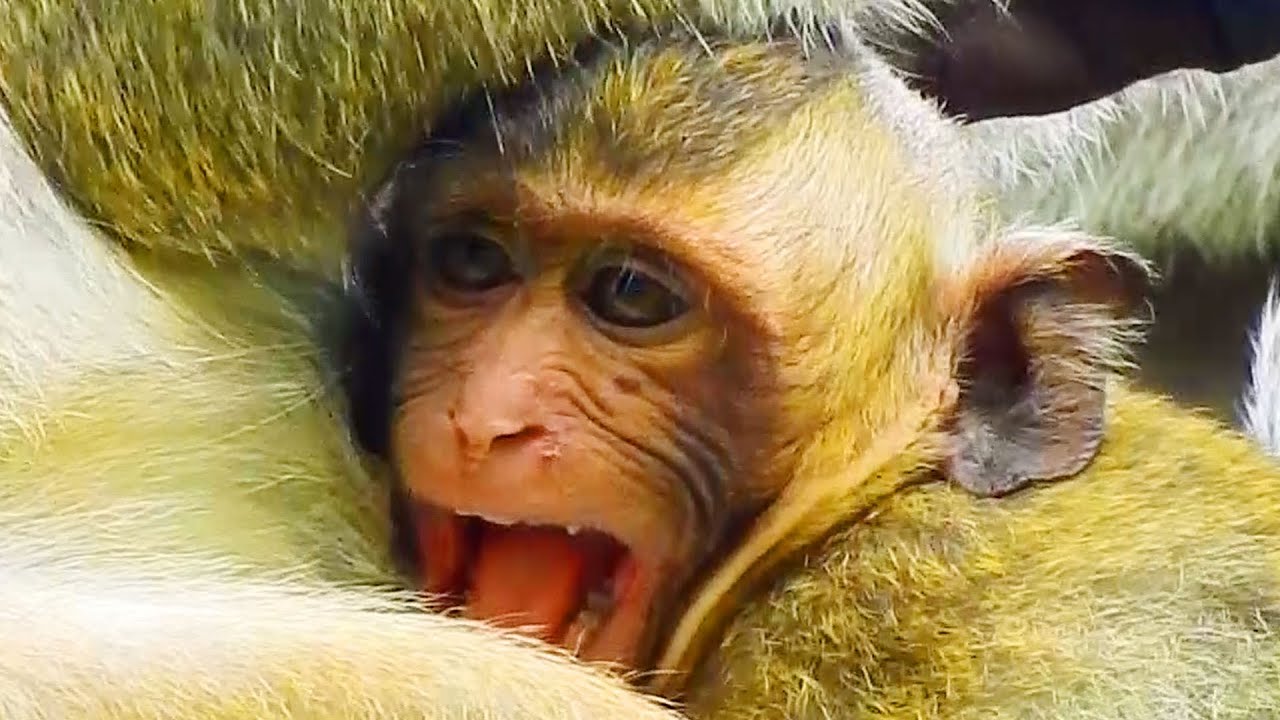 SEIZURES CRYING OF AYLA MONKEY COS OF BLOCK MILK OF APRIL MONKEY. - YouTube
