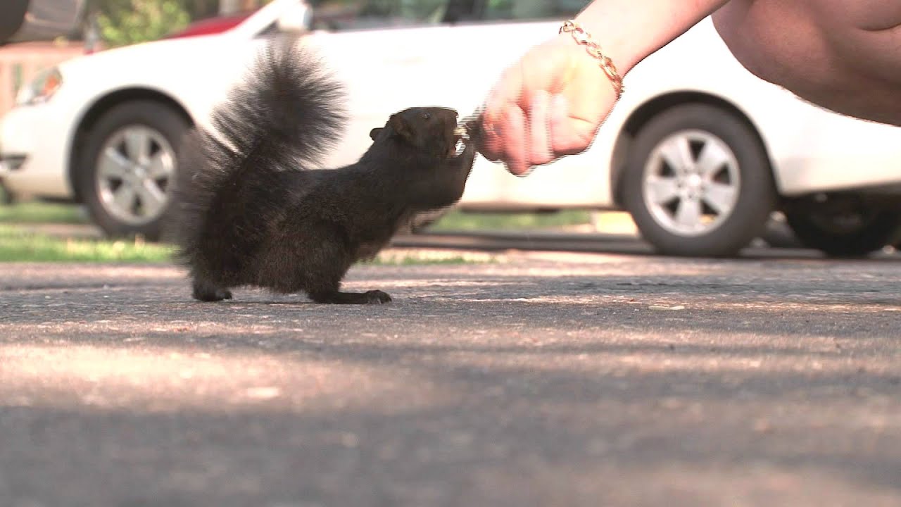 Teen Challenge Squirrel.mov - YouTube