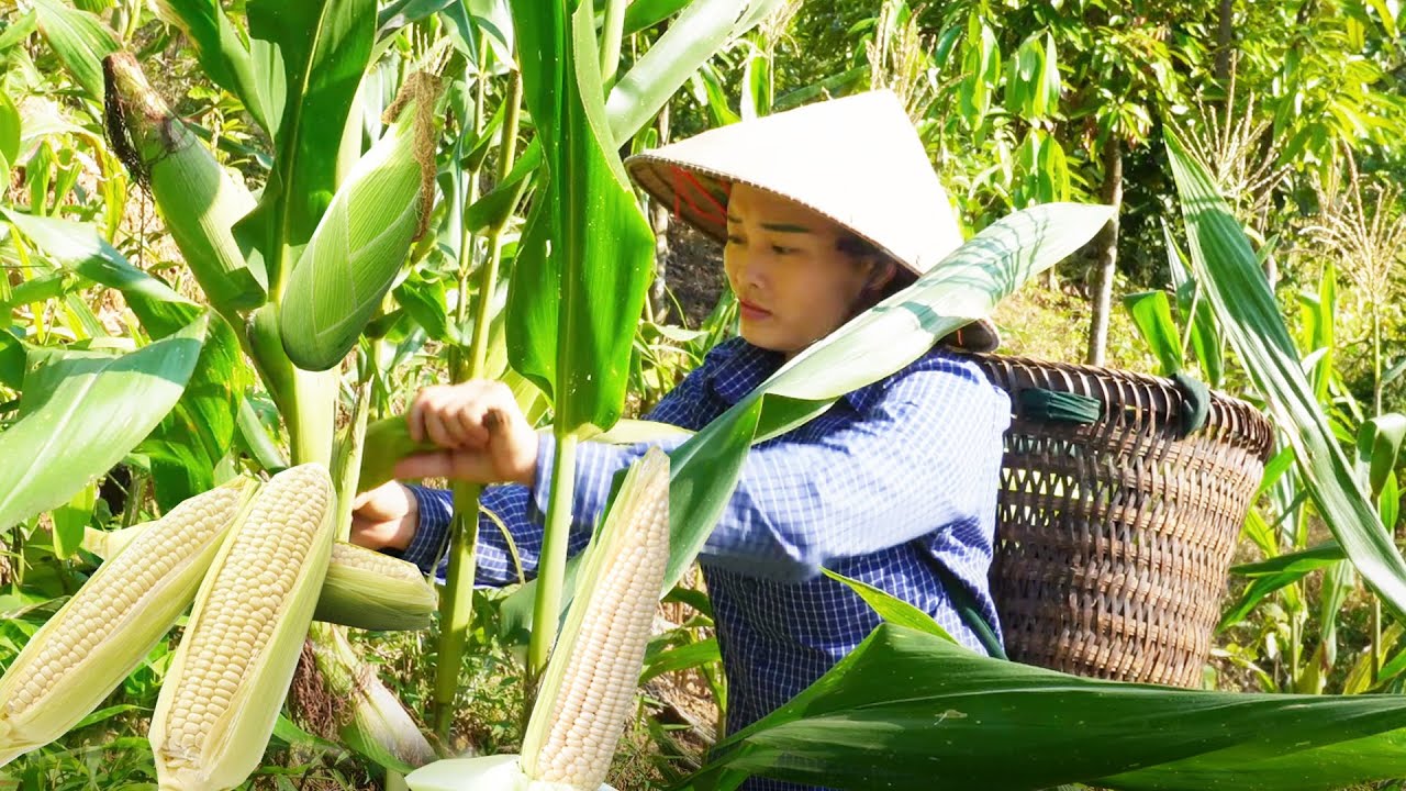 Harvesting CORN In My Village Goes To The Market Sell👉Easy & Yummy Corn ...