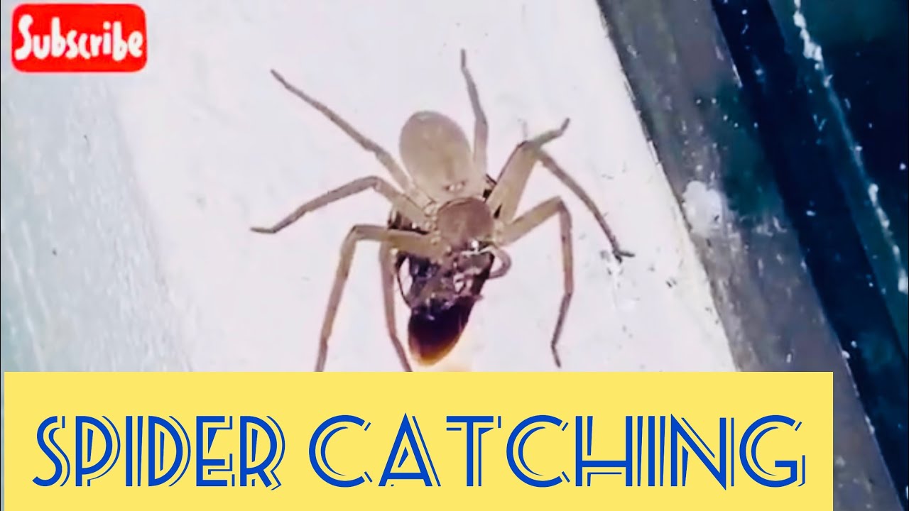 Sri Lankan Spider Catching Cockroach - YouTube