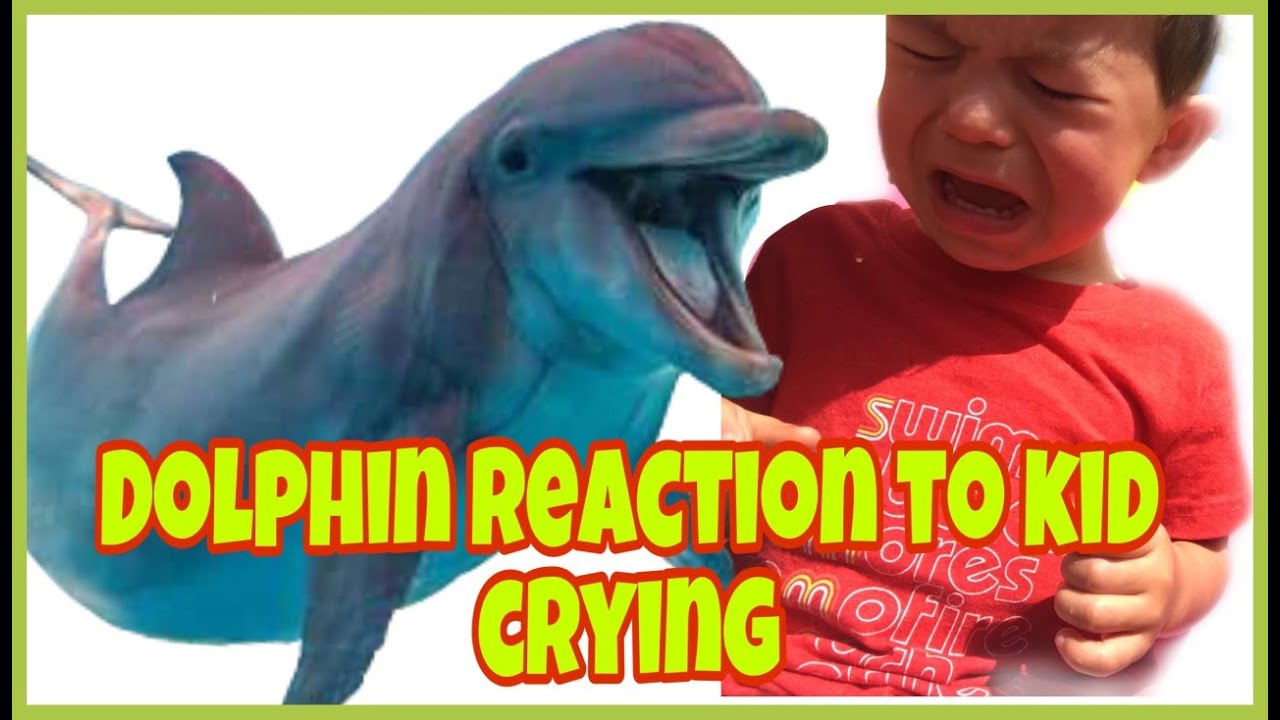 Dolphin reaction to kid crying at SeaWorld Orlando - YouTube