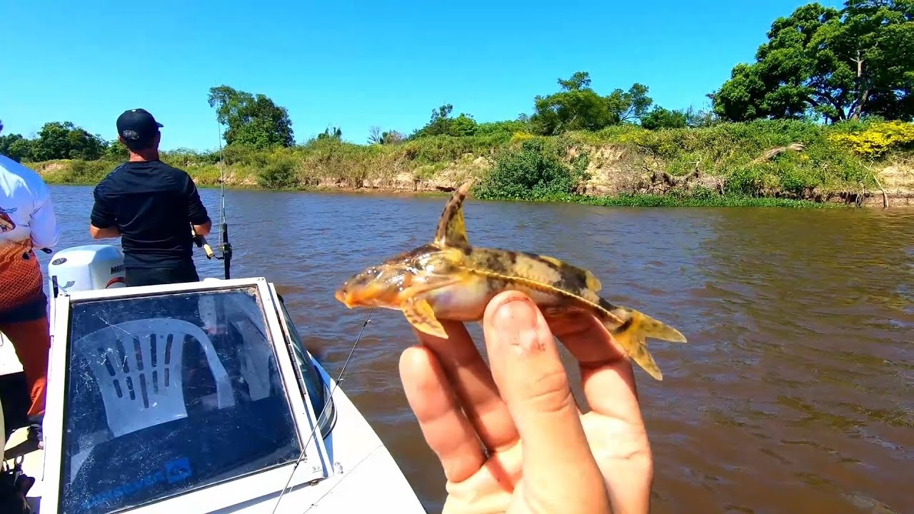 Multi Species Fishing the Paraguay River - Part 2 - YouTube