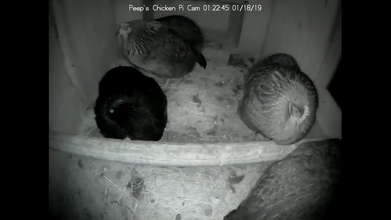 Peep's Chicken Pi Cam Live Stream - YouTube