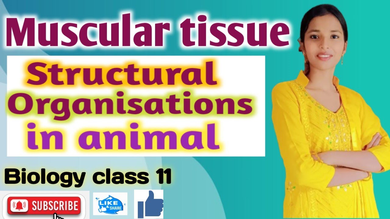 Muscular tissue class 11| structural organisations in animal / Biology ...