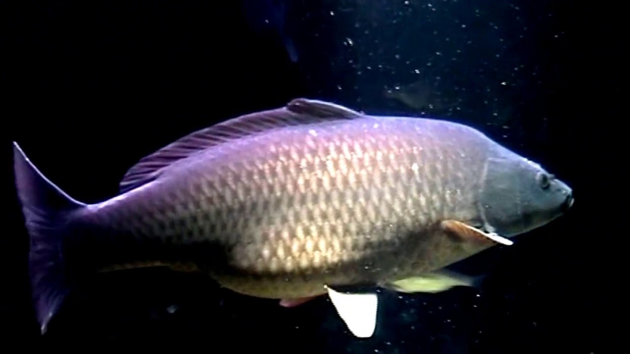 Carp Fish Tank For Your Big Screen Tv - YouTube