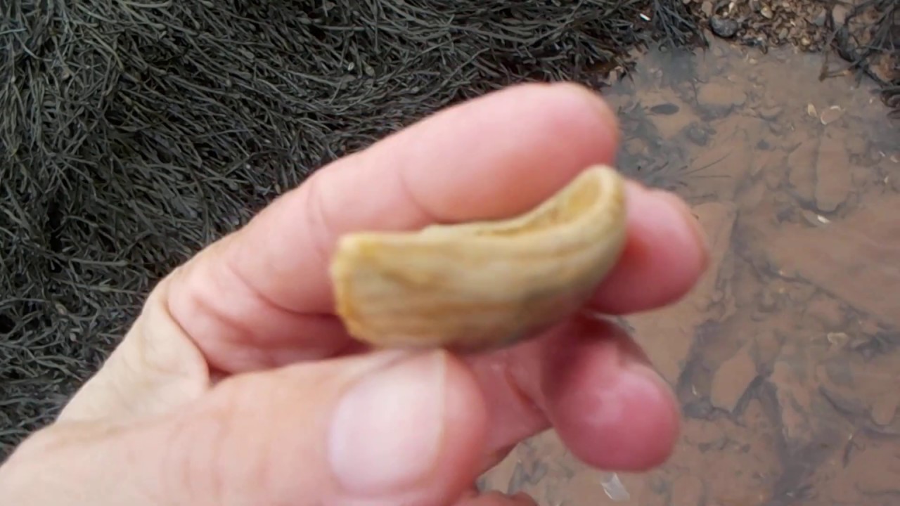 Jurassic period Devils toenail fossil oyster shell Dec 18 2019 - YouTube