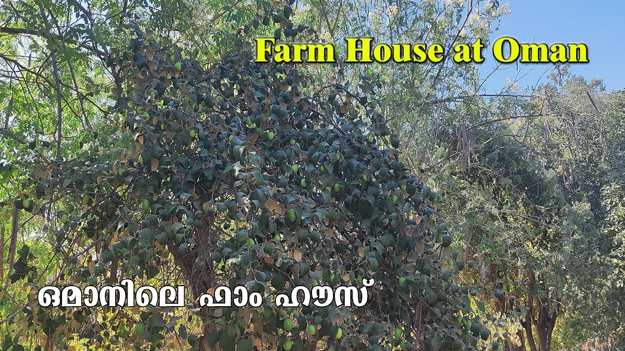 Farm House at Oman || ഒമാനിലെ ഫാം ഹൗസ് || Barka Farm House - YouTube