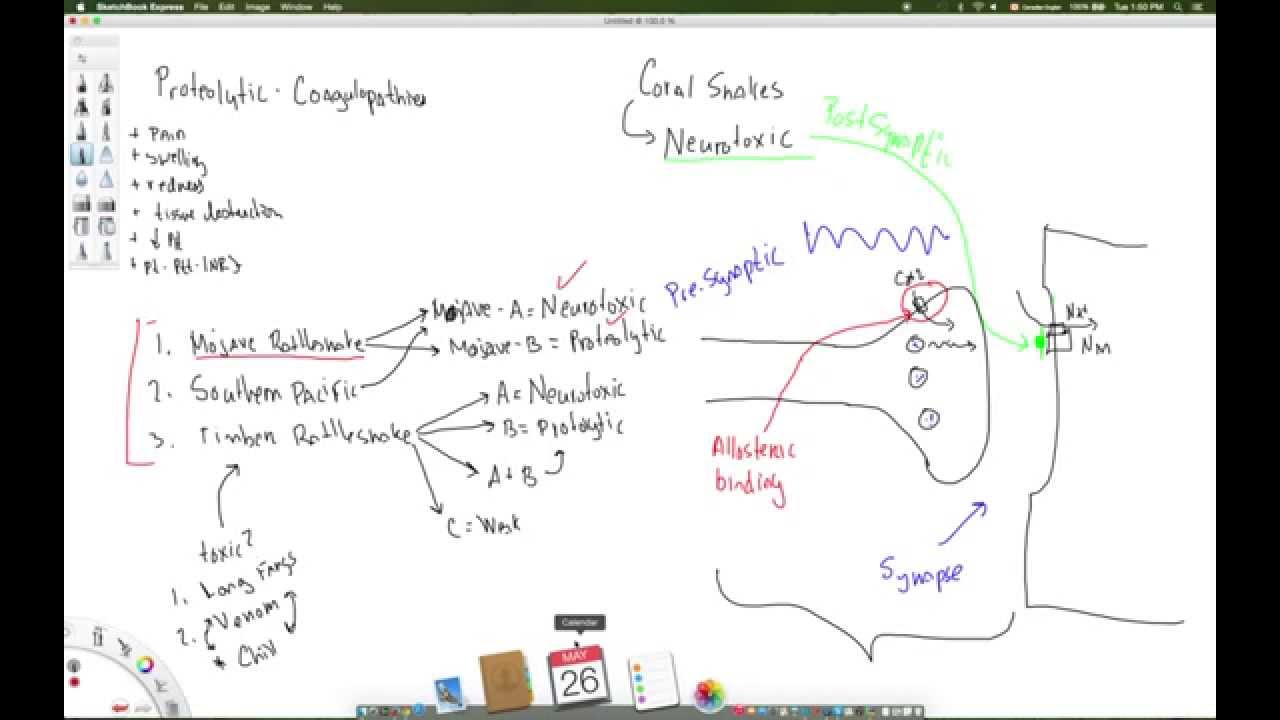 Pathophysiology of neurotoxic venoms in North American Crodalids ...