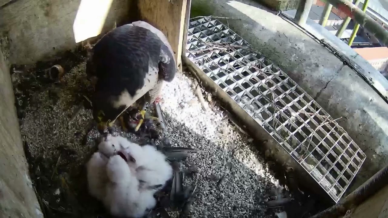 Peregrine Falcon - feeding time - 22/4/2022 - YouTube